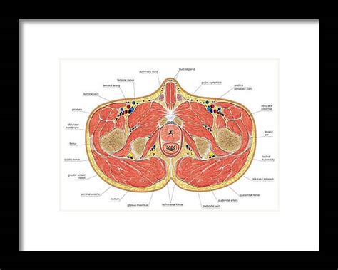 Muscles Of Pelvis Floor Cross Section Framed Print By Science Photo