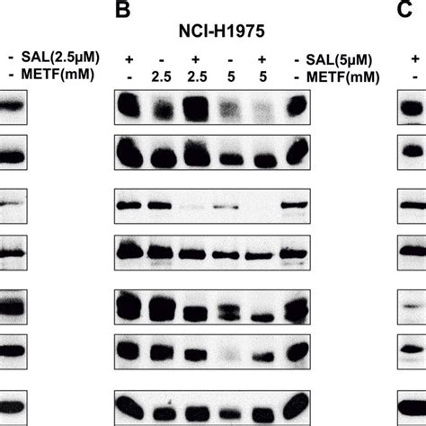 Characteristics Of Nsclc Cell Lines Hcc4006 Nci H1975 And Hcc95 A