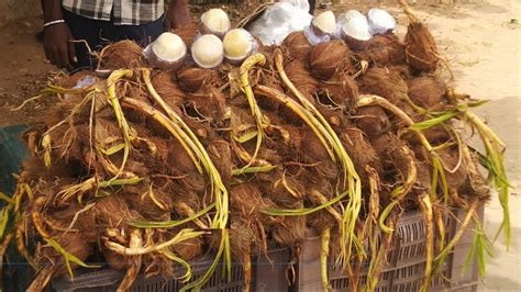 Coconut Flower Coconut Embryo Health Benefits Of Coconut Embryo