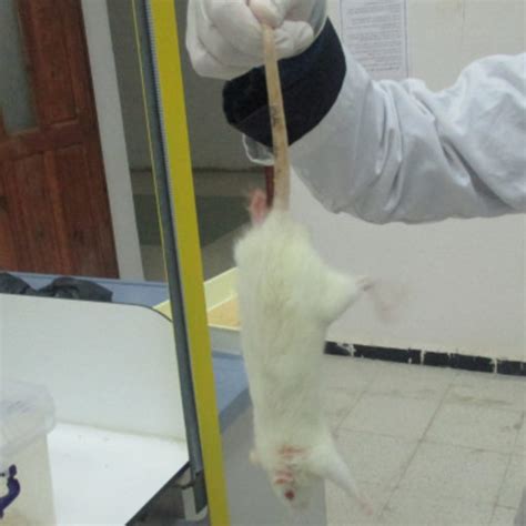 What Is The Best Methods For Rat Semen Collection