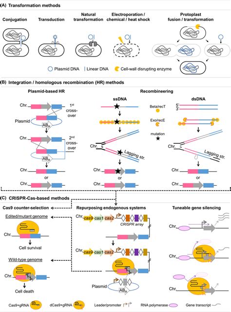 Schematic Overview Of Transformation And Genome Editing Methods Download Scientific Diagram