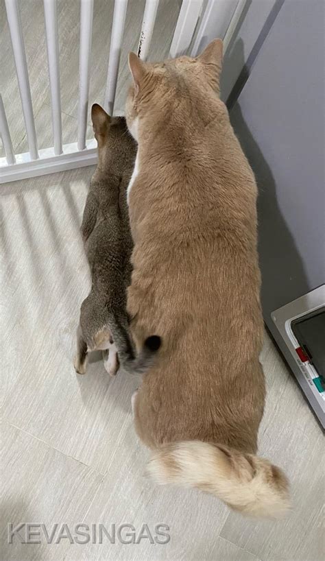 Singapura Cat Size Comparison