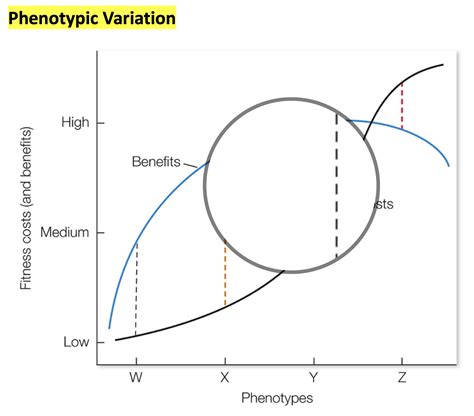 Relative To The Phenotypic Variation Graph Which