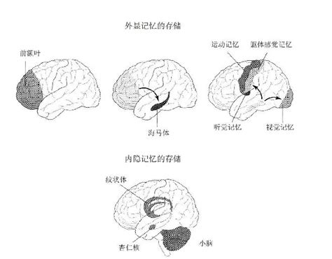 两种记忆的区别陈述性记忆和程序性记忆 哔哩哔哩