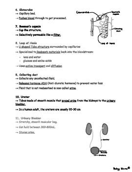 Study Guide Excretory System Anatomy B W By Biology Blasts