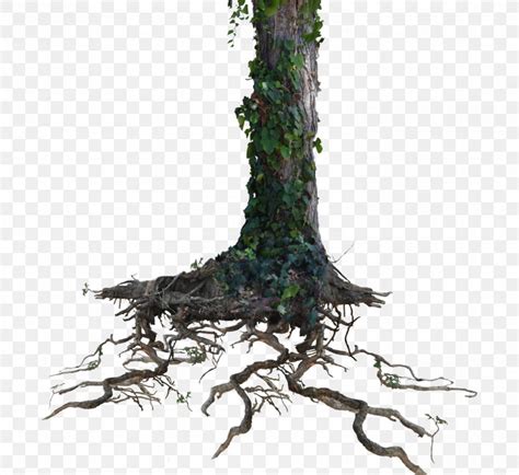 Tree Root Trunk Clip Art PNG X Px Tree Branch Deviantart Digital Image Digital