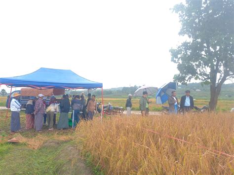 ပြင်ဦးလွင်မြို့နယ်တွင် မိုးစပါးစံကွက်ရိတ်သိမ်း တစ်ဧက ၁၃၂ တင်း ထွက်ရှိ Information And Public