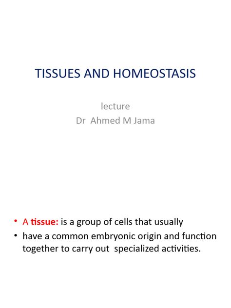 Understanding Tissues And Homeostasis Pdf Muscle Epithelium
