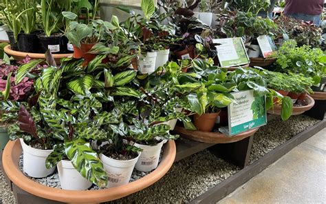 Armstrong Garden Center And Landscape Design Torrance Los Angeles Ca