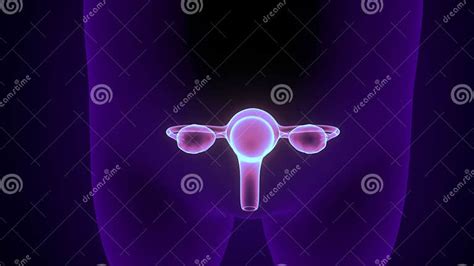 Female Reproductive System 3d Illustration Stock Illustration Illustration Of System3d Term