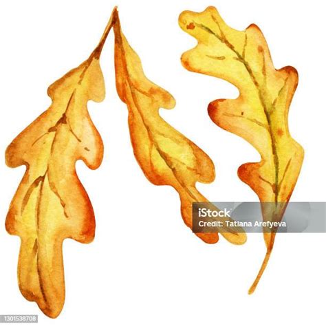 손은 수채화 일러스트 옐로우와 오렌지 오크 잎 멀티 컬러 스케치를 그립니다 가을 일러스트레이션 포장지 학교 엽서용 0명에 대한 스톡 벡터 아트 및 기타 이미지 Istock
