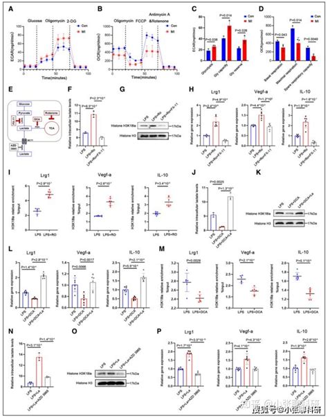 组蛋白乳酸化修饰在心血管疾病中的调控研究，看这篇23 文章如何展开 知乎