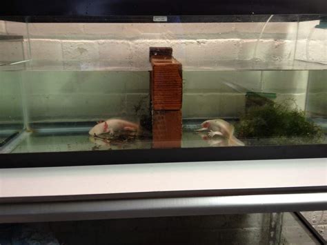 Axolotl Anti Spawn Division Caudata Org Newts And Salamanders Portal