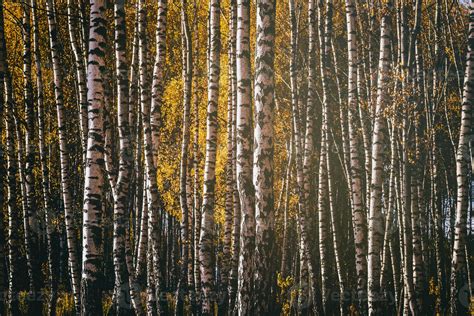 Rows Of Birch Trees With Golden Leaves In Golden Autumn Illuminated By Daylight Aesthetics Of