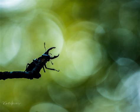 Dont Mistake Depth Of Field With Bokeh Fstoppers