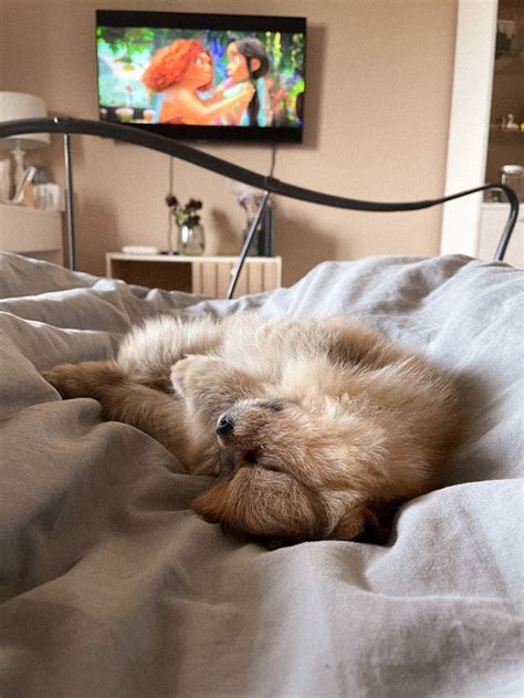 Шпиц щенок Щенок померанского шпица Щенок Собаки