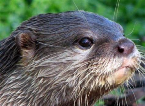 بررسی انواع سمور دانستی های جالب در مورد این حیوان Happypet