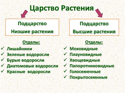 Классификация растений презентация онлайн