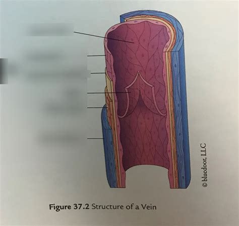 Structure Of A Vein Diagram Quizlet