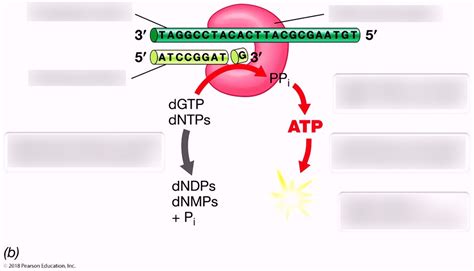 Mmg 301 Module 14 Shotgun Sequencing Diagram Quizlet