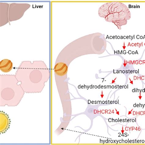 Pathophysiology Of Multiple Sclerosis Created On