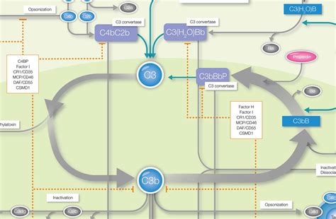 Discover Svars New Complement Factor P Assays