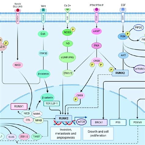 Transcriptional Regulators In Lung Cancer And Their Association With Download Scientific