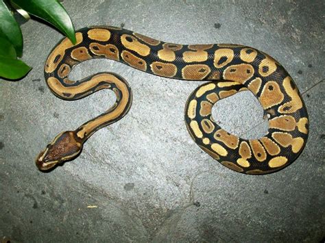 Python Royal Femelle