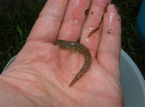 Щиповки Cobitis Picture Fish