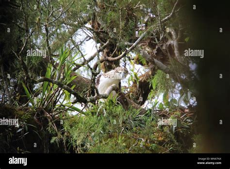 Great Philippine Eagle Pithecophaga Jefferyi Nesting In Mindanao
