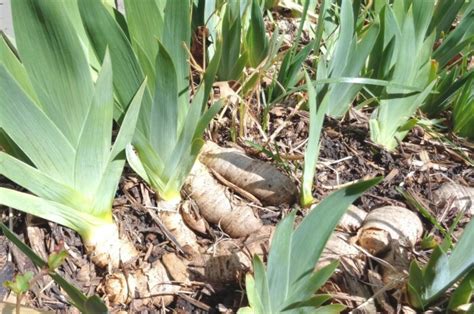 Does Shade Cloth Actually Work In The Garden