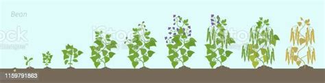 콩 공장 토양에서 가족 Fabaceae 단계 는 숙성 기간을 설정합니다 라이프 사이클 애니메이션 진행 성장 개념에 대한 스톡