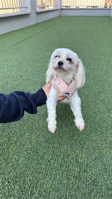 말티즈로하책임분양 강아지분양 고양이분양 컴투펫 시츄 셔틀랜드쉽독 말티푸 미니핀 치와와 요크셔테리어 포메라니안 말티즈 분양