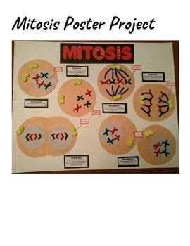 Mitosis Poster Project Mitosis Poster Project Ideas Meiosis Poster