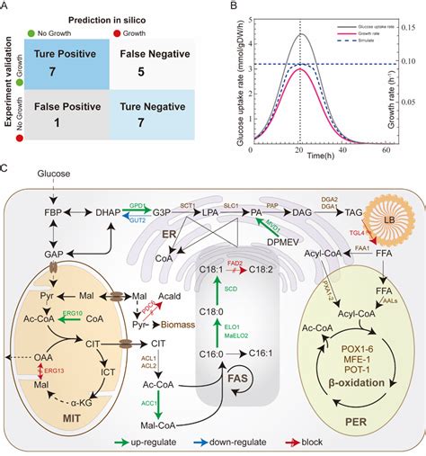 Carveadorncurate：用于构建多尺度代谢模型的多功能云平台 糖化学与生物技术教育部重点实验室