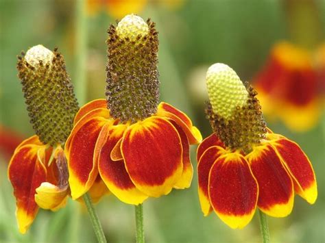 Ratibida Mexican Hat Ratibida Columnifera 70 Nasio 5905316567870
