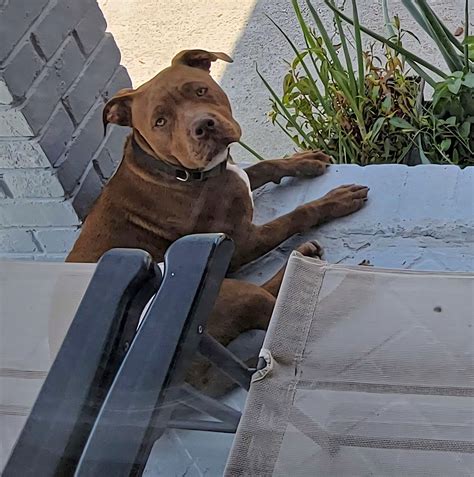Chicken Pens Chicken Coops And Runs Thorndale Texas Facebook Marketplace