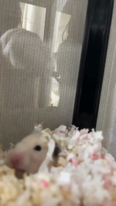 자다 일어난 햄스터 앞에 카메라 논다면 Youtube