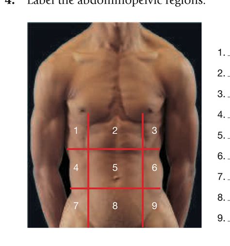 Trunk Diagram Quizlet
