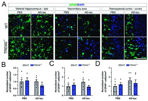 Astrogliosis Assessment In Trem2 − − And Wt Mice Injected With Ad Tau