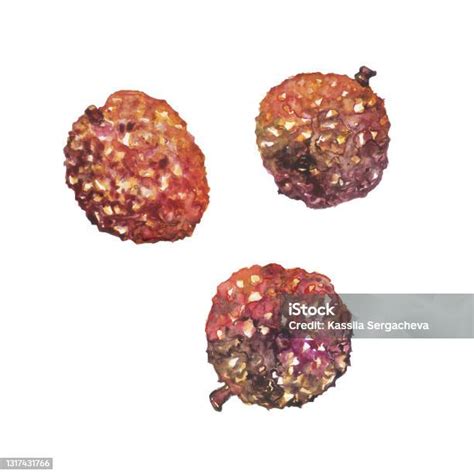 흰색 배경에 고립 된 세 열매 과일의 수채화 리치 치넨시스의 손 그리기 그림 핑크 과일 0명에 대한 스톡 벡터 아트 및 기타 이미지 Istock