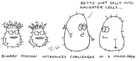 Binary Fission By Moraxella On DeviantArt