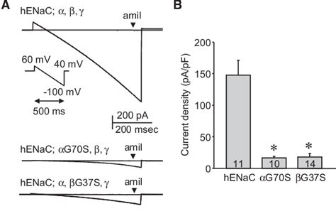 Figure 1 From Voltage Dependent Gating Underlies Loss Of Enac Function In