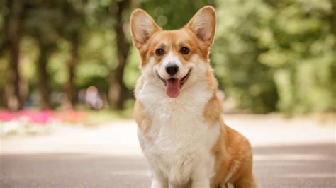 Welsh Corgi 13 Choses à Savoir Sur Cette Race De Chien Salut Bonjour