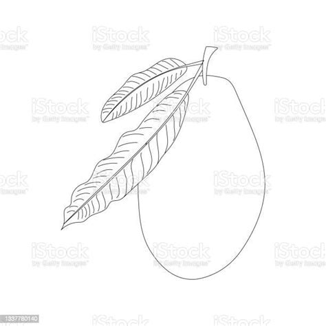 흰색 배경에 나뭇잎 선형 아이콘이 있는 망고 얇은 검은 색 선 사용자 정의 일러스트 벡터 0명에 대한 스톡 벡터 아트 및 기타 이미지 istock