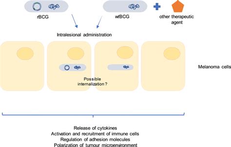 Administration Of Wild Type Or Recombinant BCG Strains Alone Or In Download Scientific Diagram