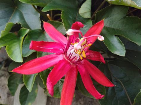 Granadila Red Or Red Passion Flower Passiflora Coccinea Stock Image Image Of Pink Plant
