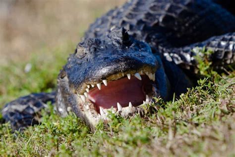 Alligator Teeth Explained Everything You Need To Know Nature And
