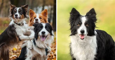 보더 콜리 종류 16가지 털 색깔과 무늬로 구분해요 비마이펫 라이프