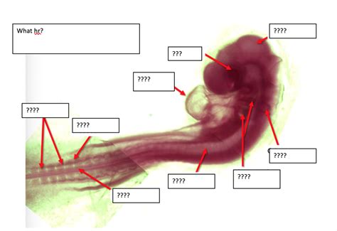 Lab 28 Diagram Quizlet